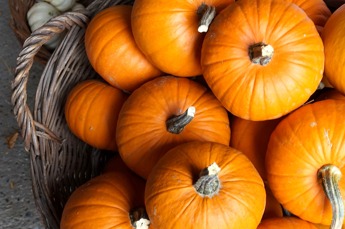 Benefici della zucca: le sue incredibili proprietà - Basilico Secco